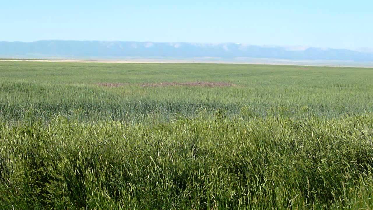 Wild Prairie Grass - YouTube