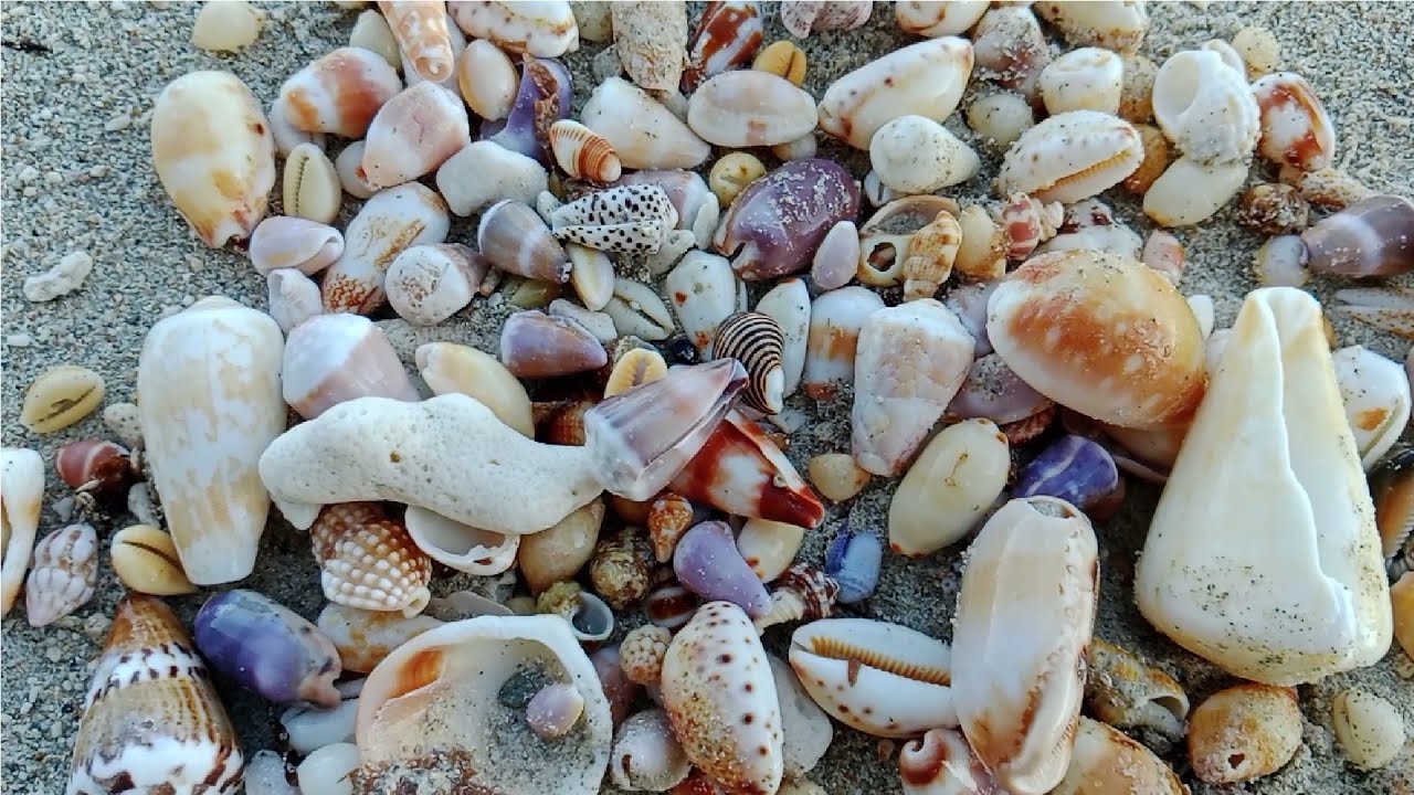healing travel explore the beach find shells - YouTube