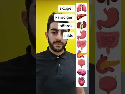 İnsan vücudundaki iç organlar🧠🫀🫁Human body internal organs#turkishcourse #aprenderturco #linguaturca