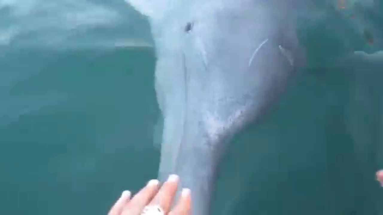 2009-12 Australia - Petting wild dolphins in the ocean - YouTube