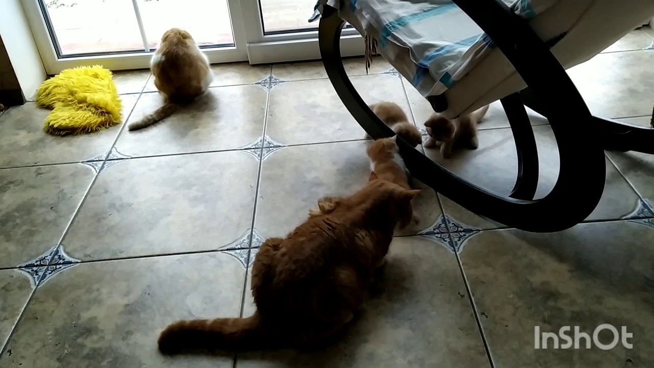 коты ютуберы - YouTube
