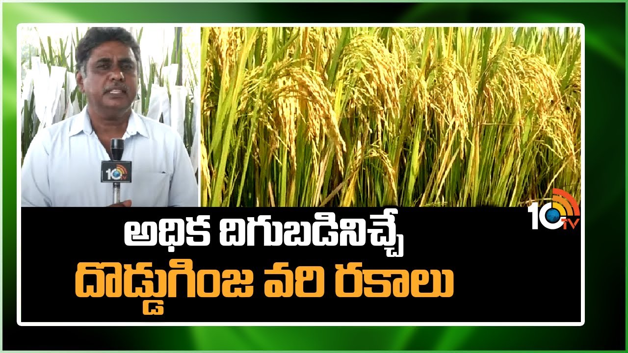 అధిక దిగుబడినిచ్చే దొడ్డుగింజ వరి రకాలు | High Yield Rice Crops | Matti ...
