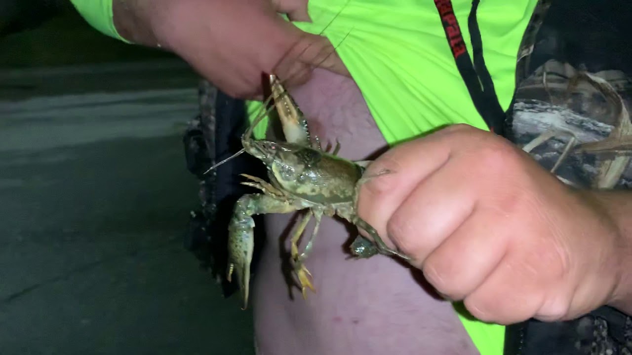 Joe taking a big ol’ crawfish to the nip - YouTube