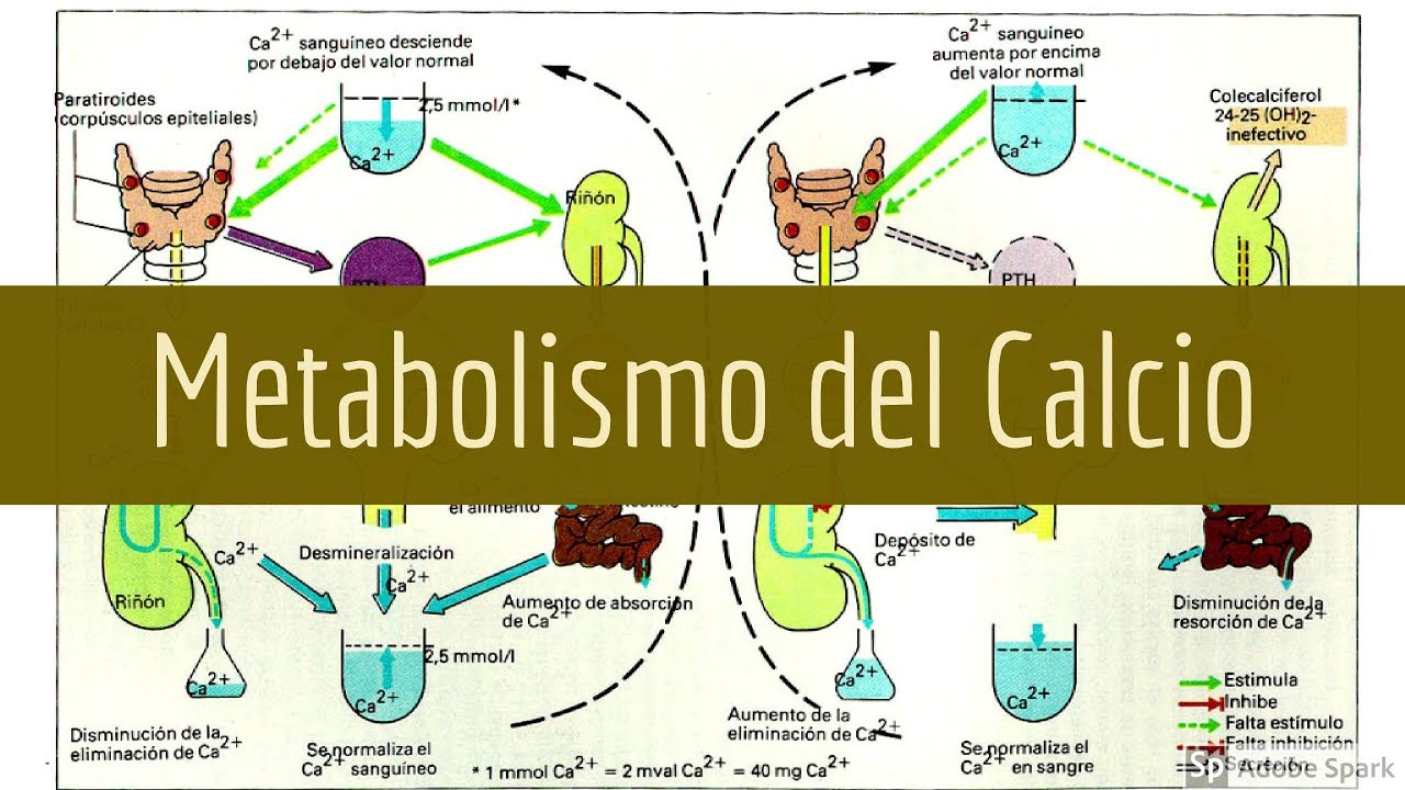 Metabolismo del Calcio: Resumen (4 de 5) - YouTube