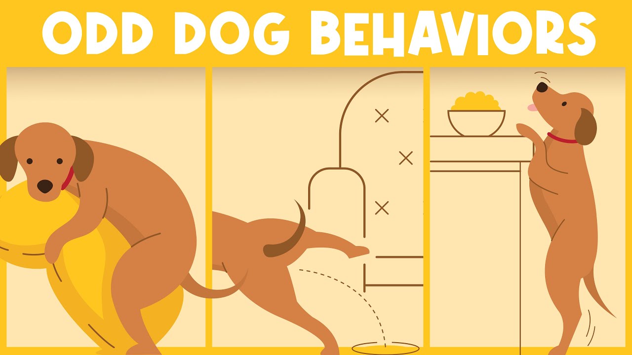 8 Odd Dog Behaviors You Should Understand - YouTube