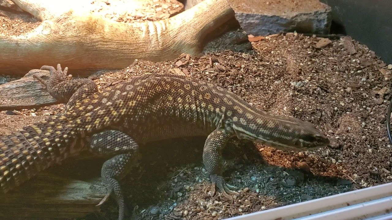 It's been a while! Ackie monitor Update and feeding! - YouTube