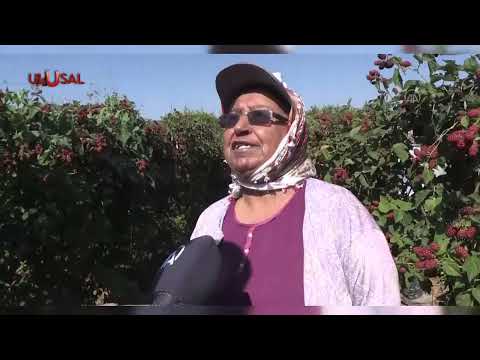 Mersin'de böğürtlen hasadı