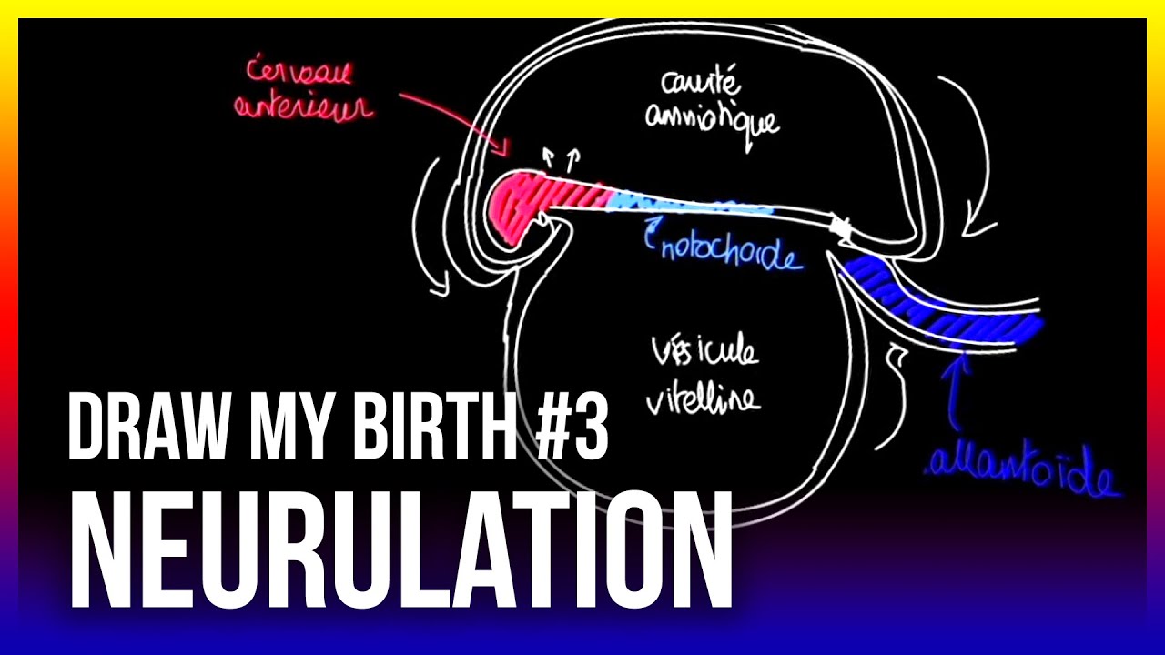 NEURULATION - Draw My Birth #3 - YouTube
