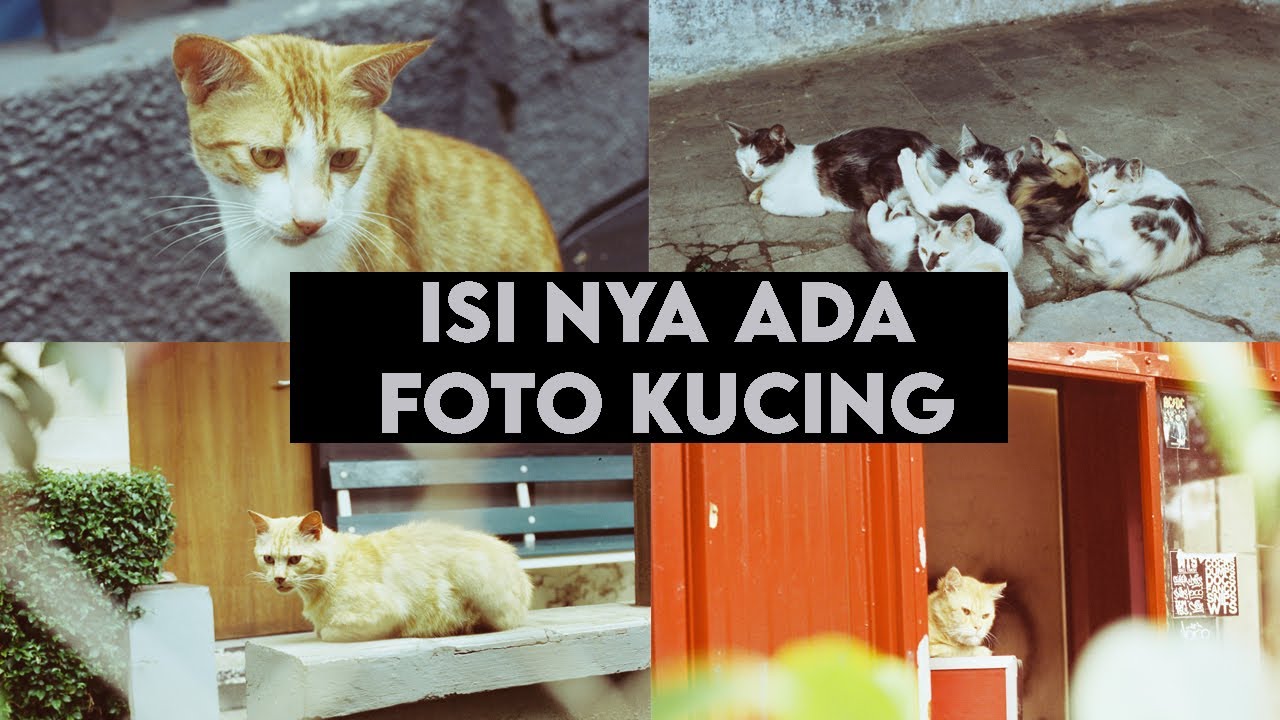 Cartenz 100 Buat Foto Kucing! | Fofotoan Analog Eps.15 - YouTube