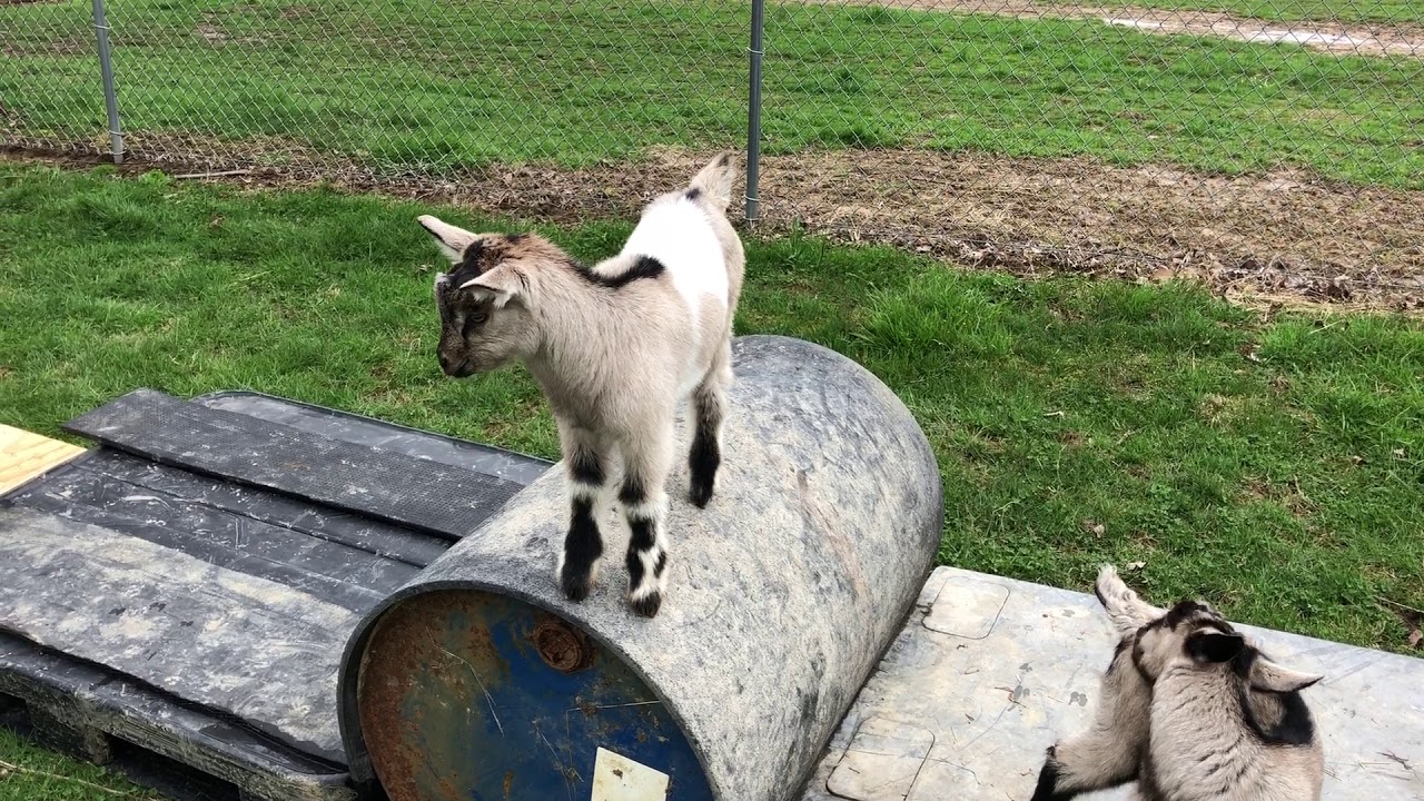 Baby alpine goat Bourbon jumps on barrel - YouTube