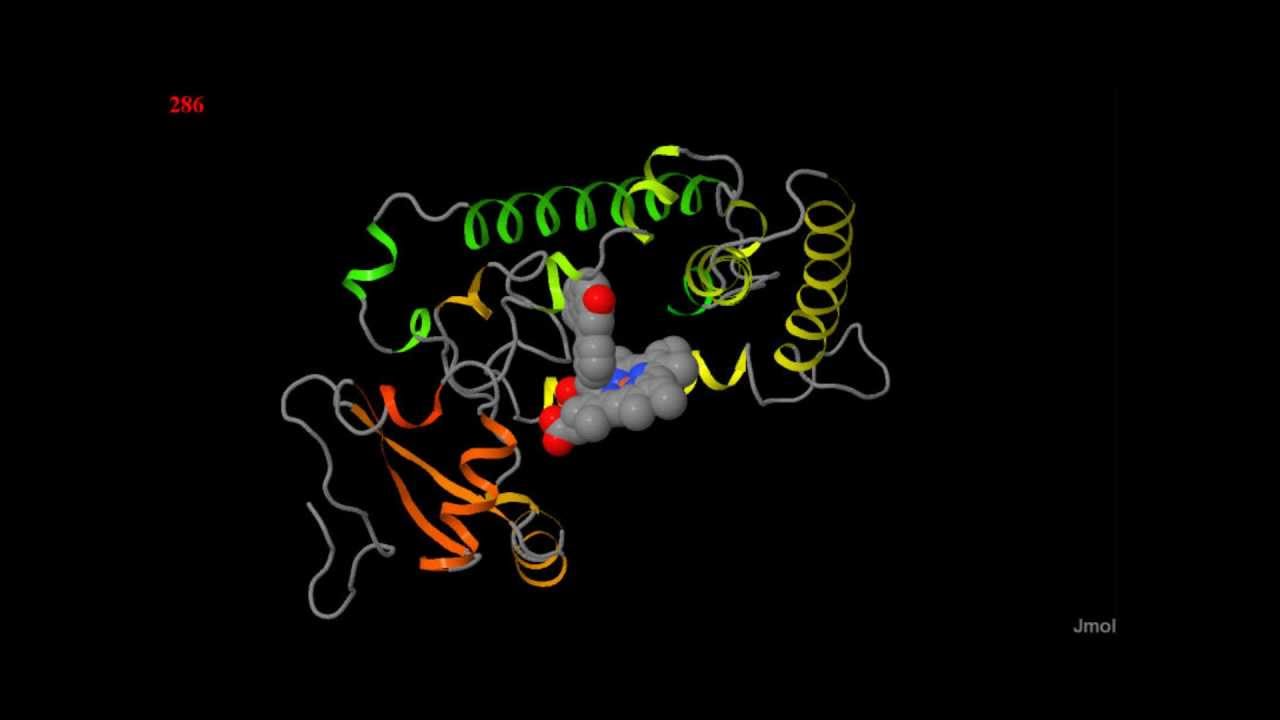 Cytochrome P450 1A2 wrapping of heme and polycyclic aromatic ...