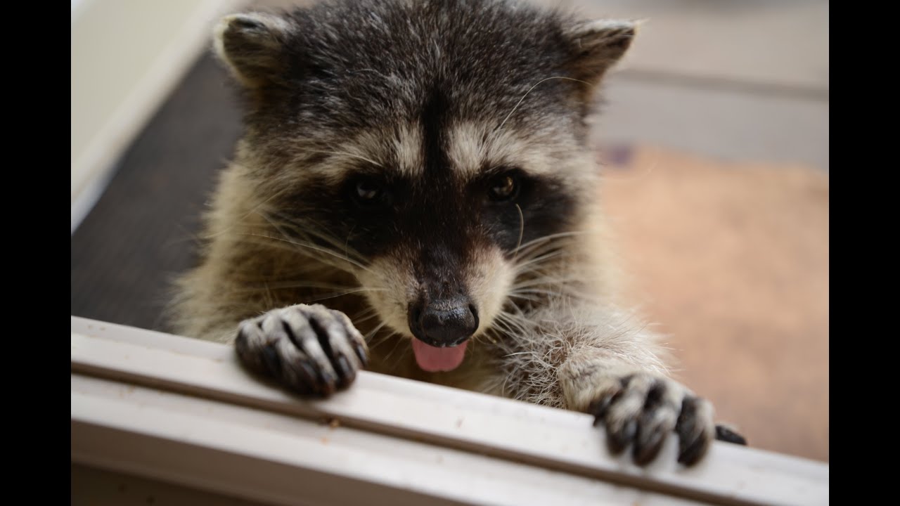 Big Tame Wild Raccoon - Part 5, Pinky - YouTube