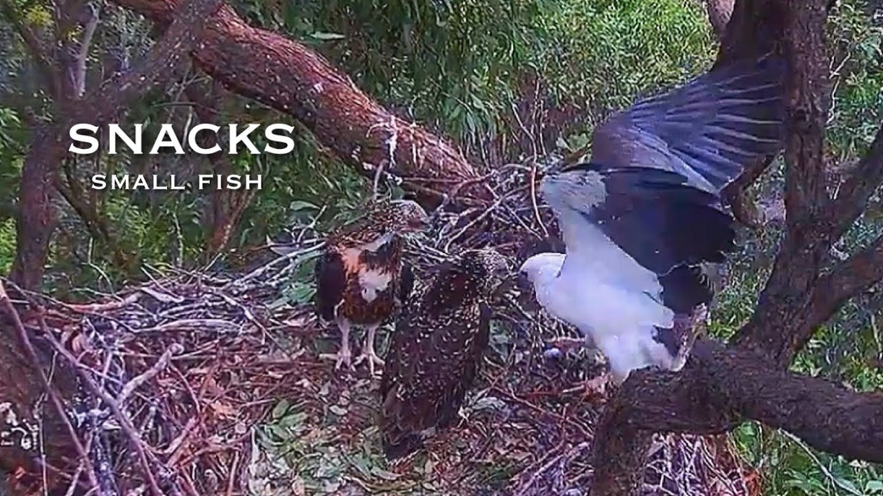 #312🦅Sea Eagle Nest／Sea-EagleCAM4 Live Stream - YouTube
