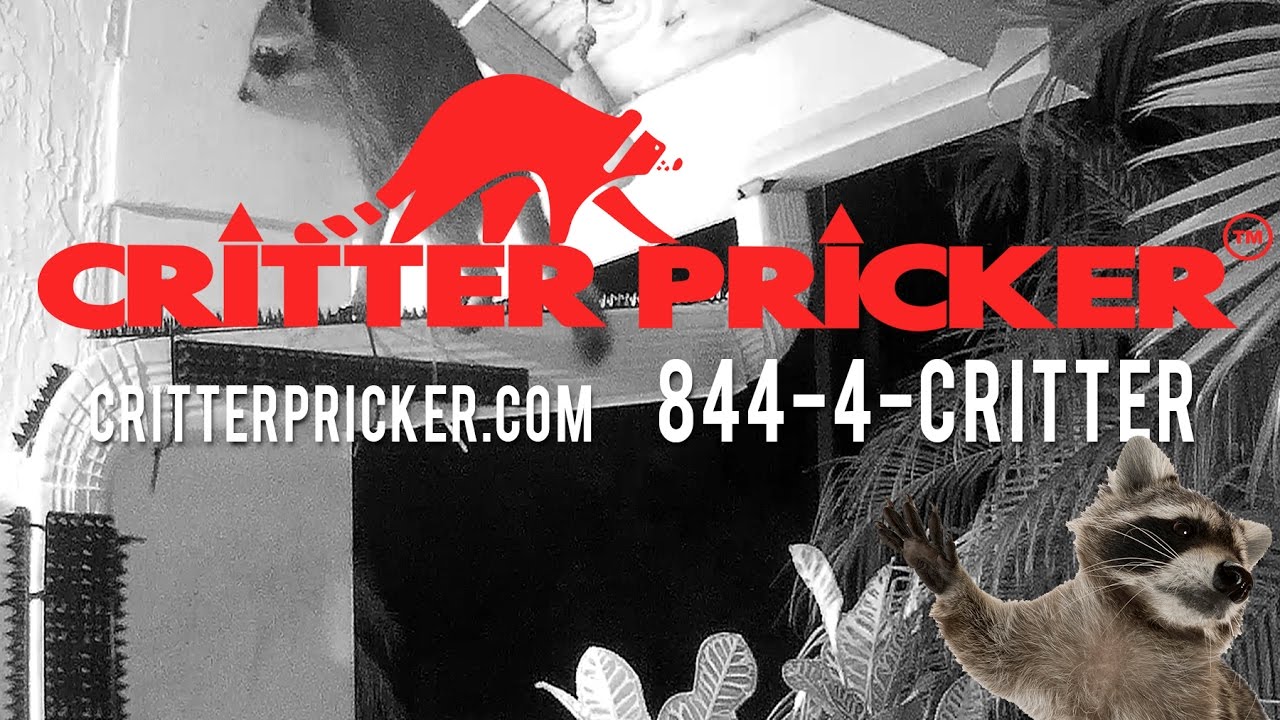 Raccoon removal - homeowner put the Critter Pricker on his gutters ...