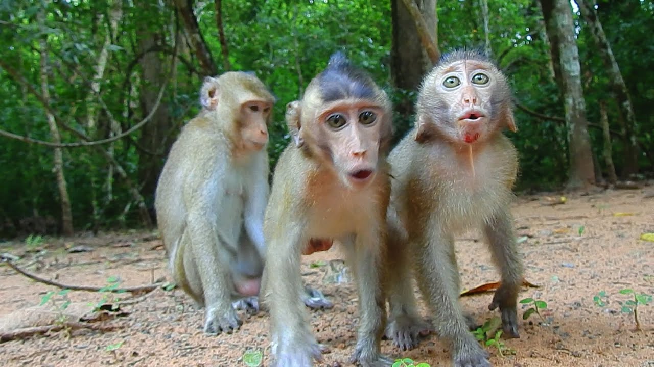 Oh My Beloved Monkeys Scream Loudly To Ask Food But ...