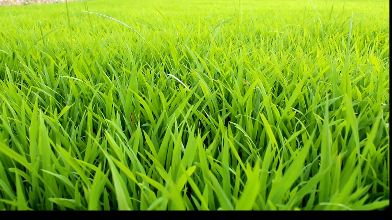 sample grass video for free - YouTube
