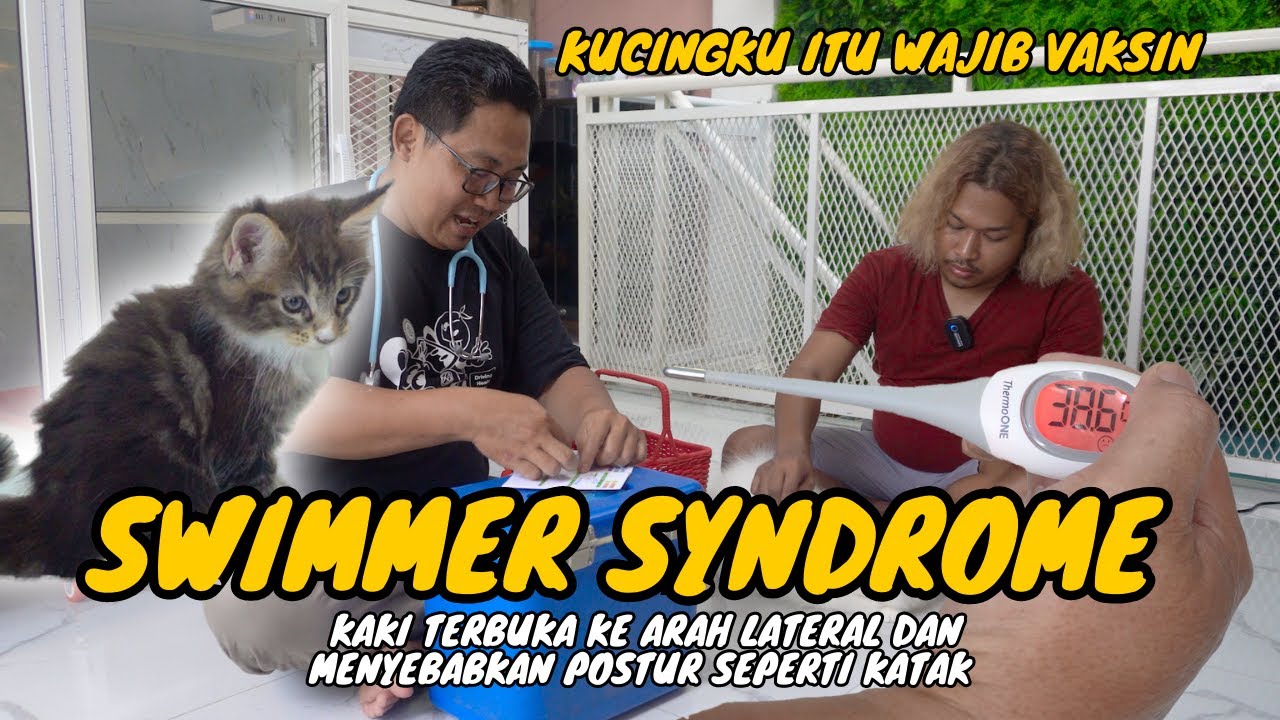 PENYAKIT LANGKA PADA KUCING (SWIMMER SYNDROME) - BEGINI CARA ...
