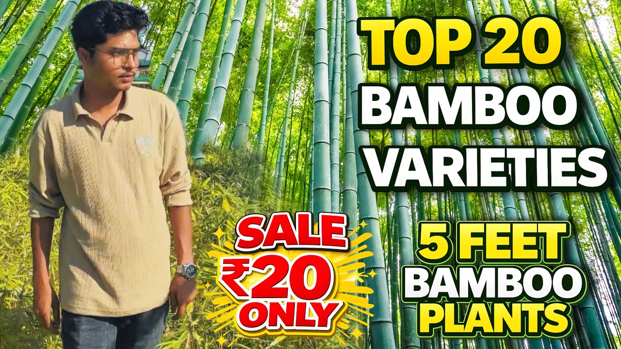 Bamboo Farming in India | Top Quality Bamboo Plants | 20+ Varieties ...