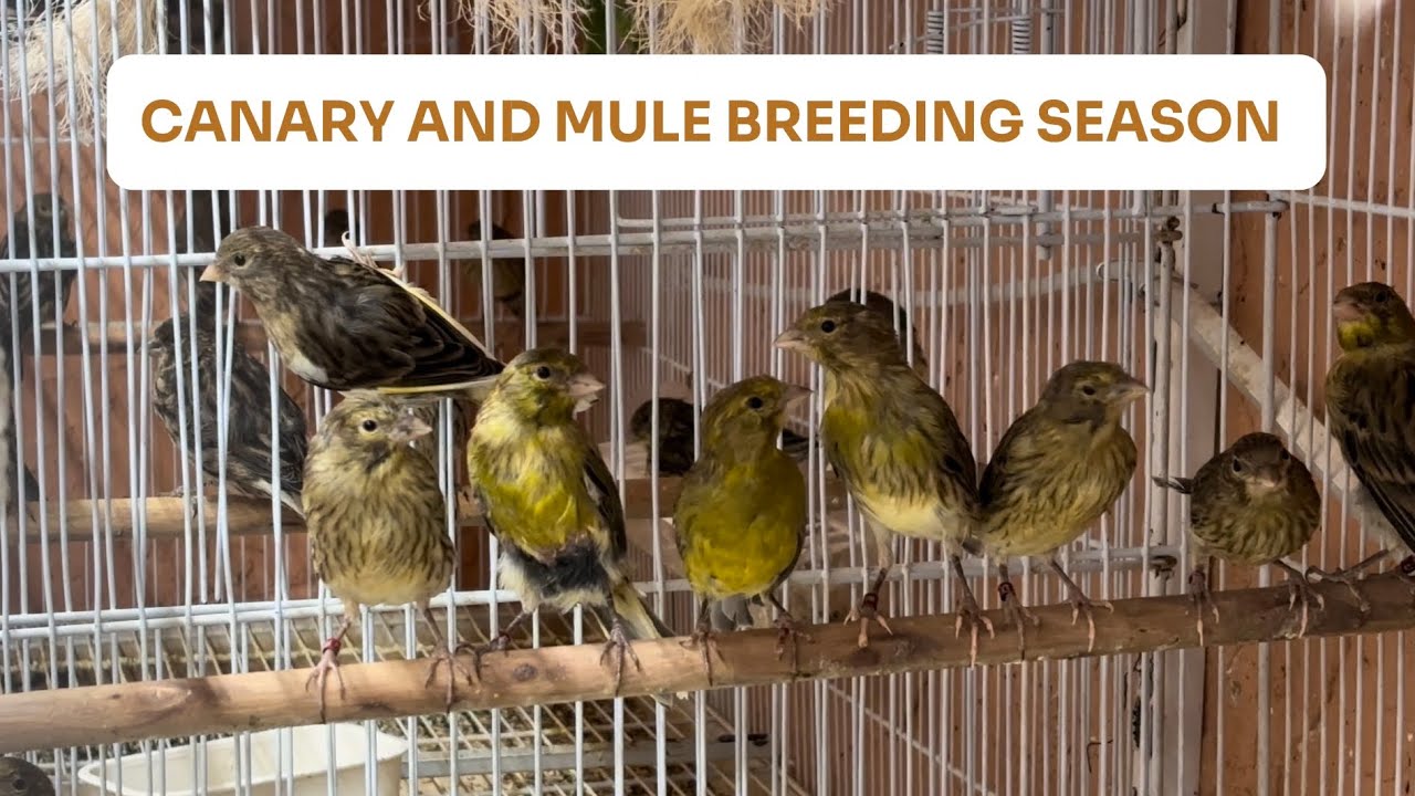 HOW TO BREED Canary Mules PART 2 | Breeding Method Update | New Nesting ...