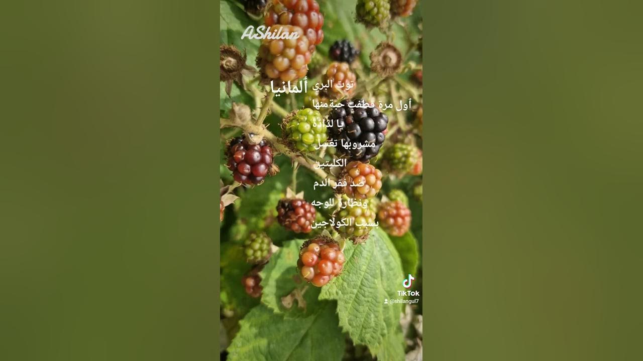 توت_البري #بالمانيا - YouTube