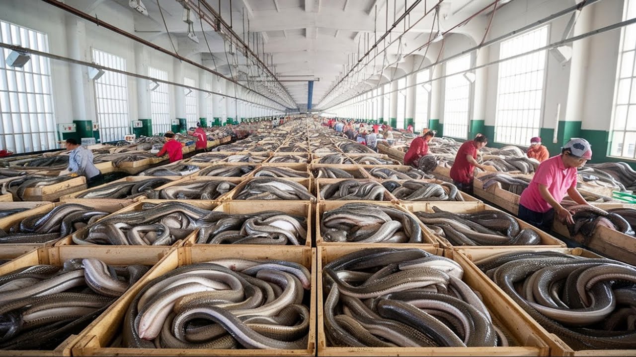 Why Japanese Eel Costs a Fortune – Inside the Full Eel Farming ...