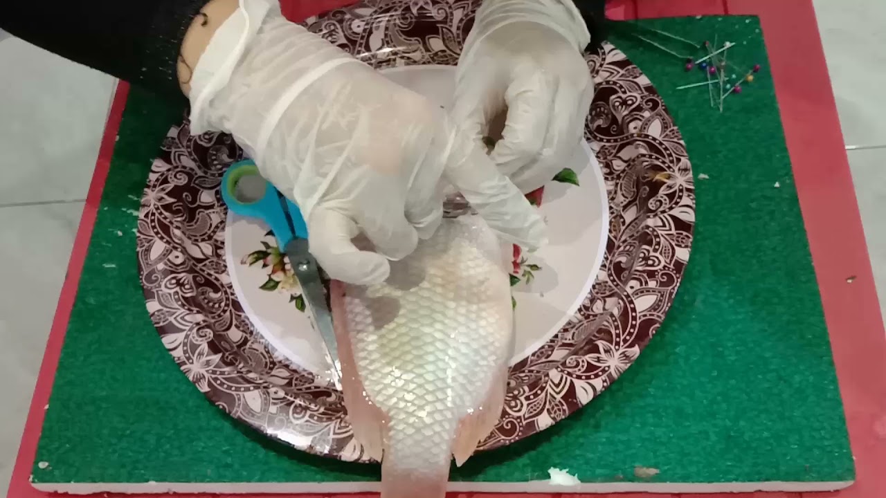 Sistem Reproduksi Ikan Nila (Sistem Reproduksi Vertebrata) - YouTube