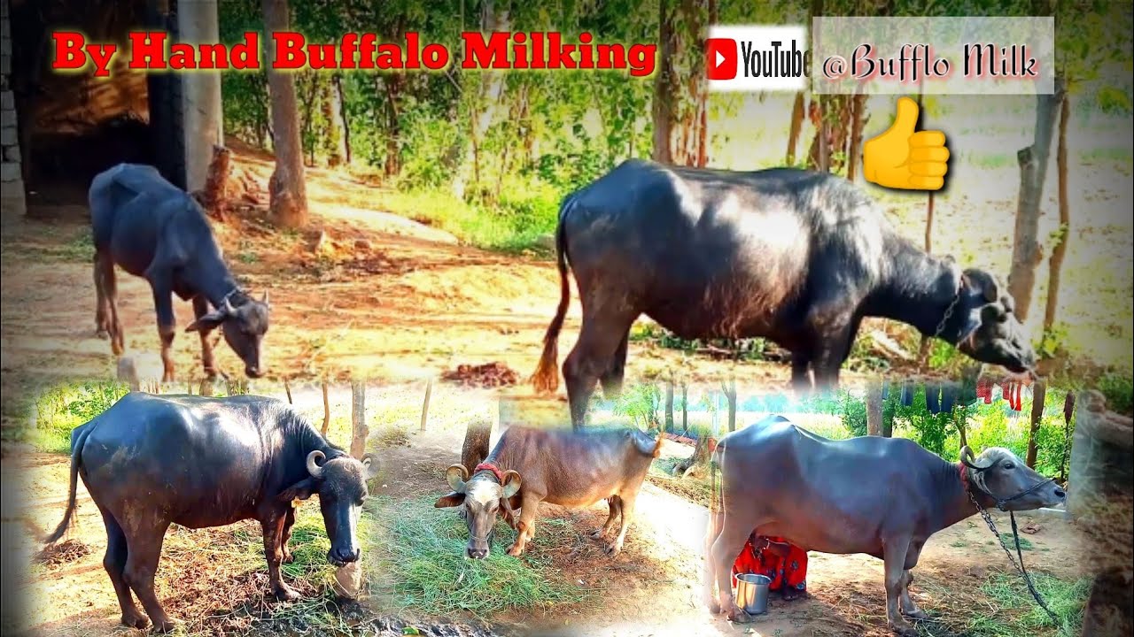 By Hand Buffalo Milking// - YouTube