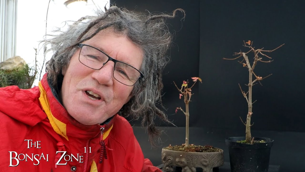 Winter Pruning My Trident Maple and Field Maple Seedlings, The Bonsai Zone, Jan 2024 - YouTube