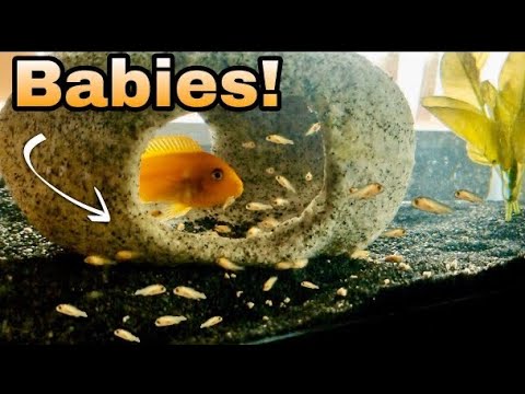 My African Cichlid Babies are here! - YouTube
