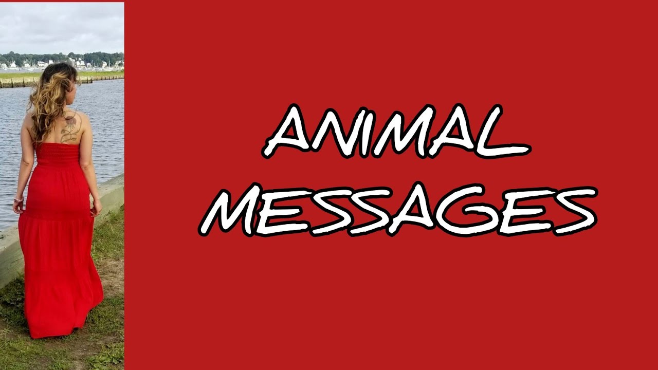 Animal Messages - YouTube