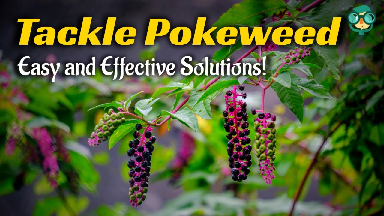 How to Get Rid of Pokeweed | How Do You Kill Pokeweed | Poke weed ...