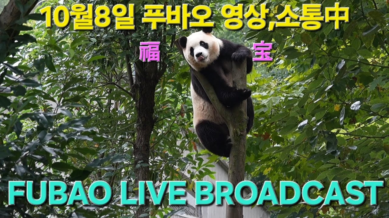 오늘도 귀여운 뚠빵이 10월8일 화요일 푸바오 당일 촬영 영상 송출소통방송中 영원한 아기판다🐼🍠🥕福宝我们爱你푸바오 푸바오실시간panda Live 판다 Youtube