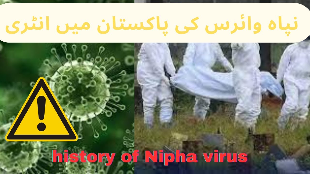 Is the Nipha virus(NIV) dangerous..? /History of Nipha virus(NIV ...