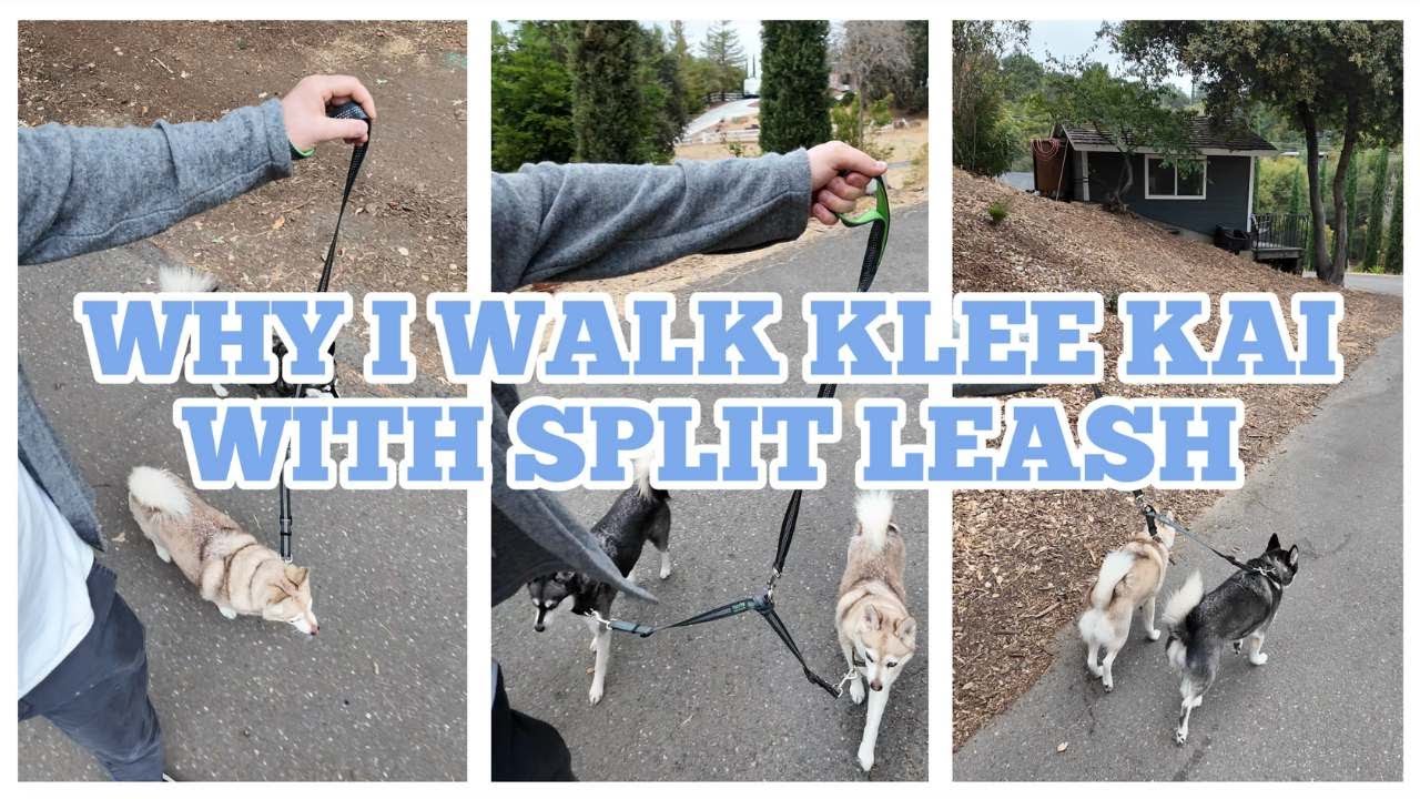 Why I Use Split Leash For Alaskan Klee Kai Dogs - YouTube