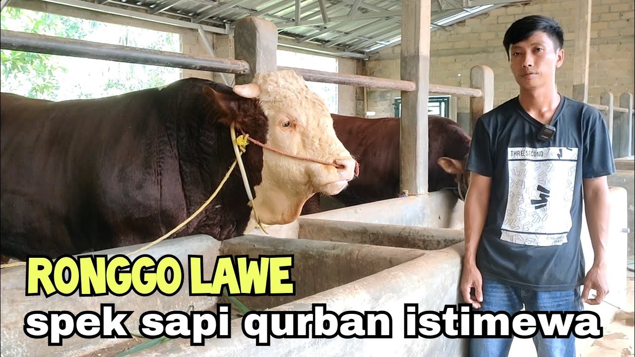 Sapi jumbo Ronggo Lawe spek qurban kelas superan - YouTube