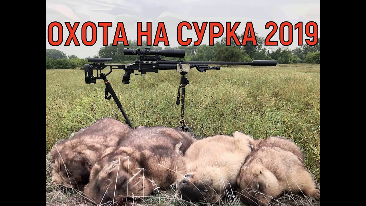 ОХОТА на СУРКА - 2019, MARMOT HUNTING - 2019 - YouTube