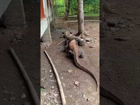 kelakuan munggil si😅😅 komodo#trending#viral#short#shorts#animals#action#pulaukomodo#