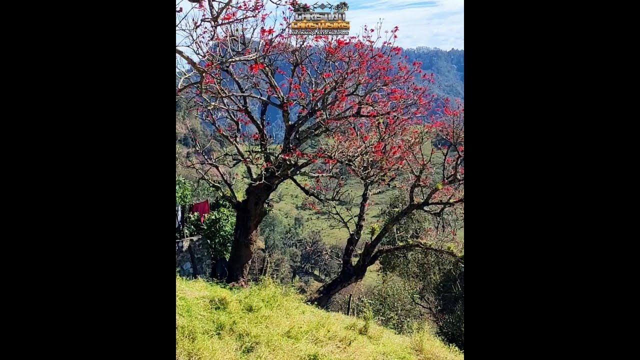 Les Mostraré El Árbol de Pemuche. Su fruto es un manjar en la Sierra y ...