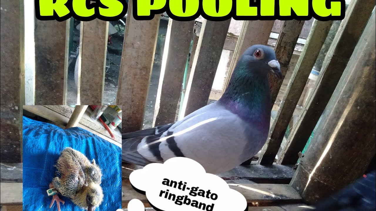 RCS GINAMIT NATIN PANG CLOCK|| TAMANG PAG GAMIT NG ANTI-GATO RING ...