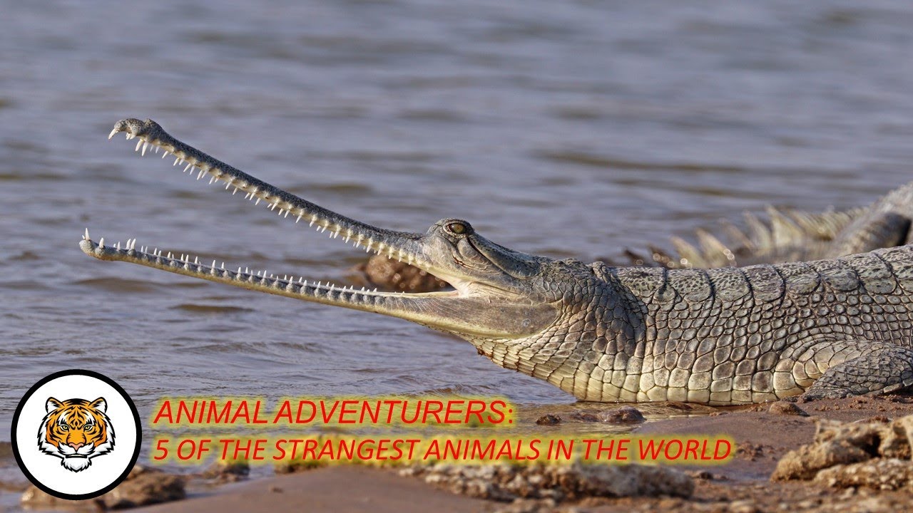 5 OF THE STRANGEST ANIMALS IN THE WORLD - YouTube