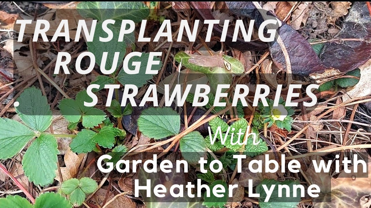 Transplanting Rogue Strawberries - A Visit to Garden to Table with ...