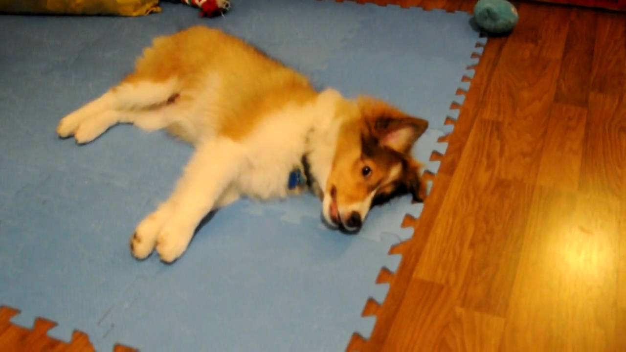 Yumi playing dead (4 month old sheltie puppy) - YouTube