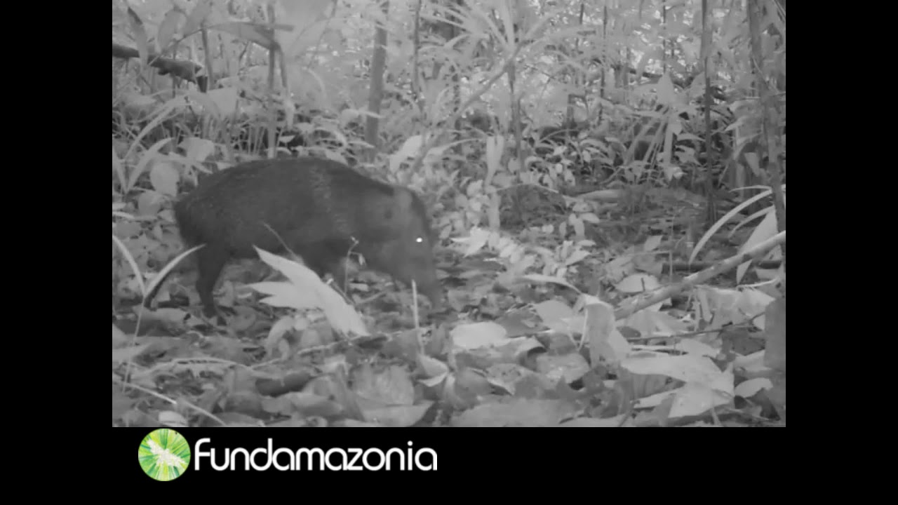 Collared peccary, Pecari tajacu "Sajino" - YouTube