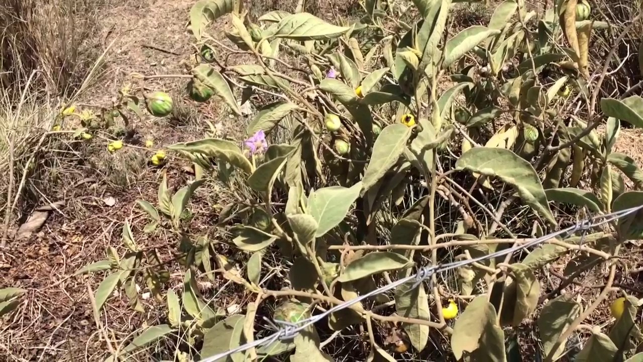 Solanum incanum - Sodom Apple - YouTube