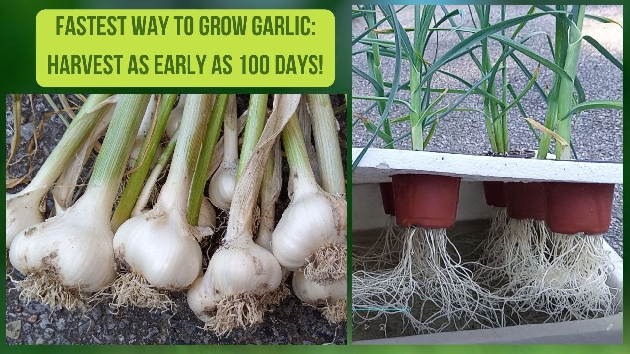 The FASTEST Way To Grow GARLIC Grow Hydroponic Garlic (Kratky Method ...