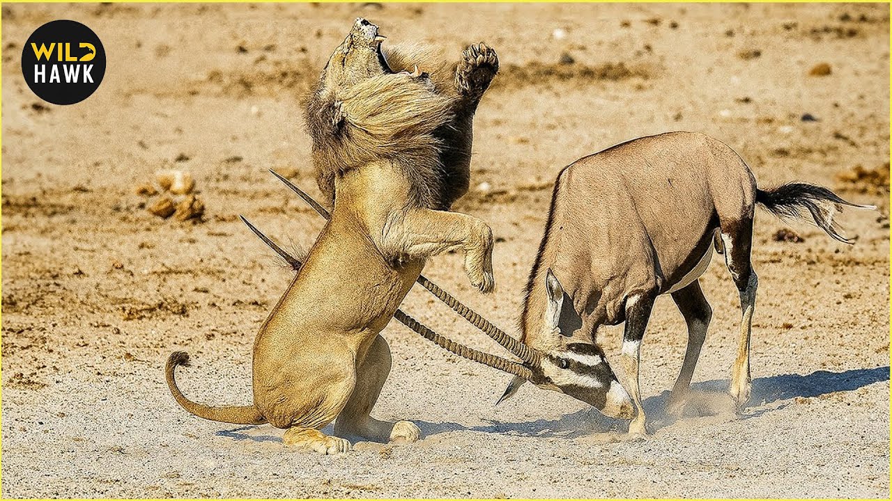 TOP Animals That BEAT UP the Lion in the Wild | Animal Fighting - YouTube