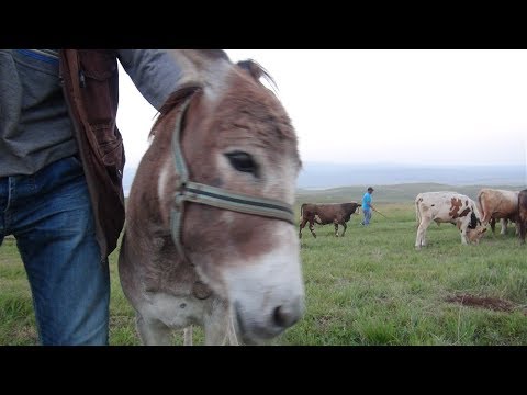 Kars’ta işkenceye maruz kalan eşekler