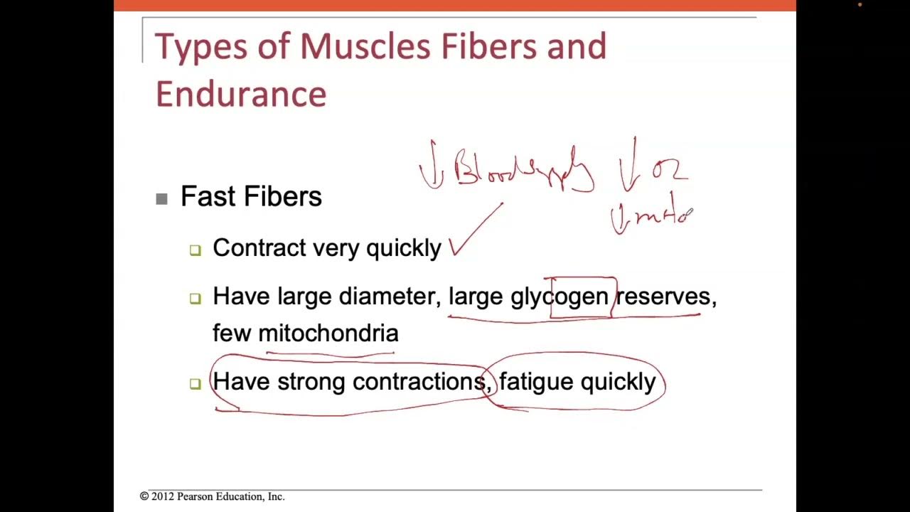 Muscle fibers- Slow vs Fast twitch fibers, Dark vs White meat - YouTube