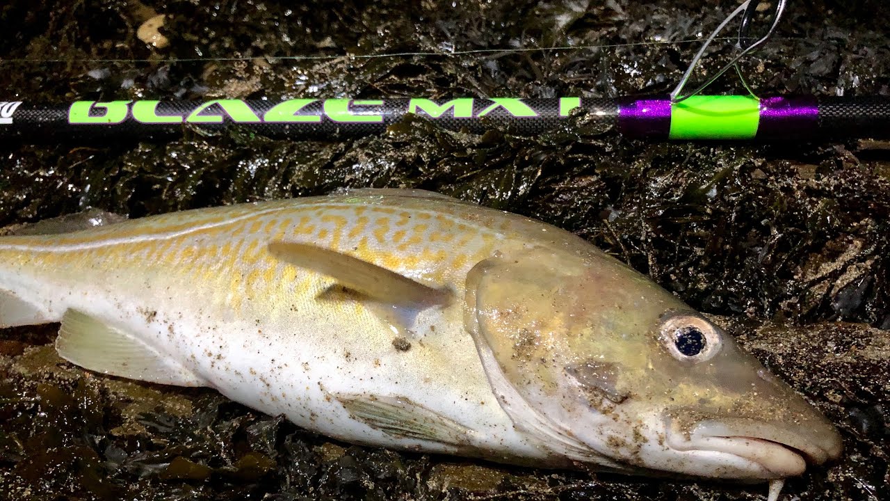 COD FISHING IN SOUTH WEST DEVON - YouTube