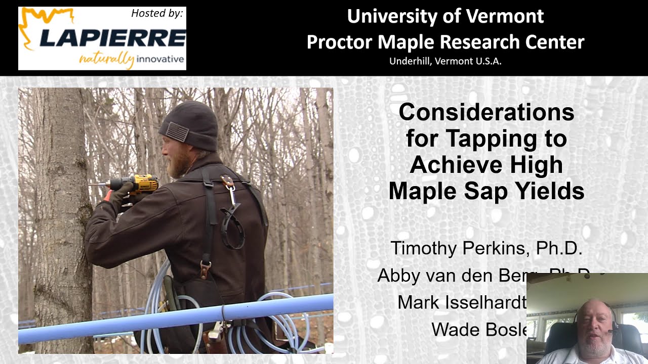 Maximizing Maple Sap Yields - YouTube